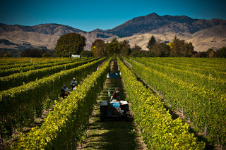 Walnut Block Organic Wines – TTG Wines